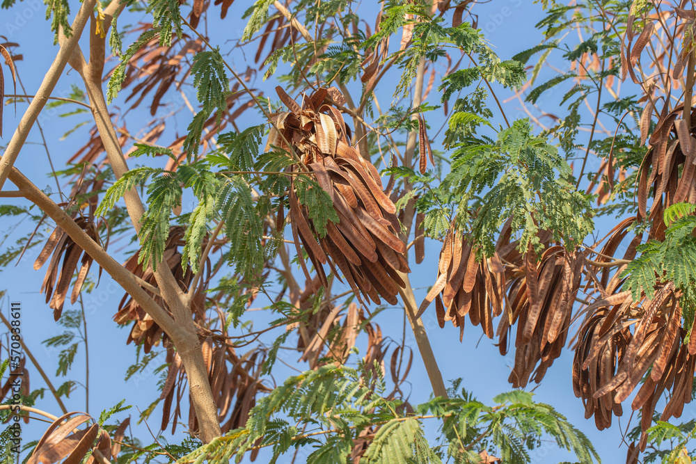 Leadtree with its typical pulses (Genus Leucaena). Various uses of some ...