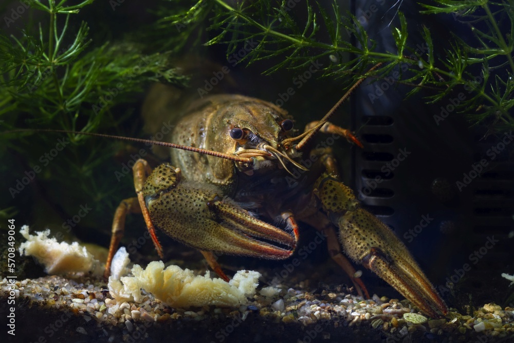 narrow-clawed crayfish show huge claw on sand gravel substrate ...