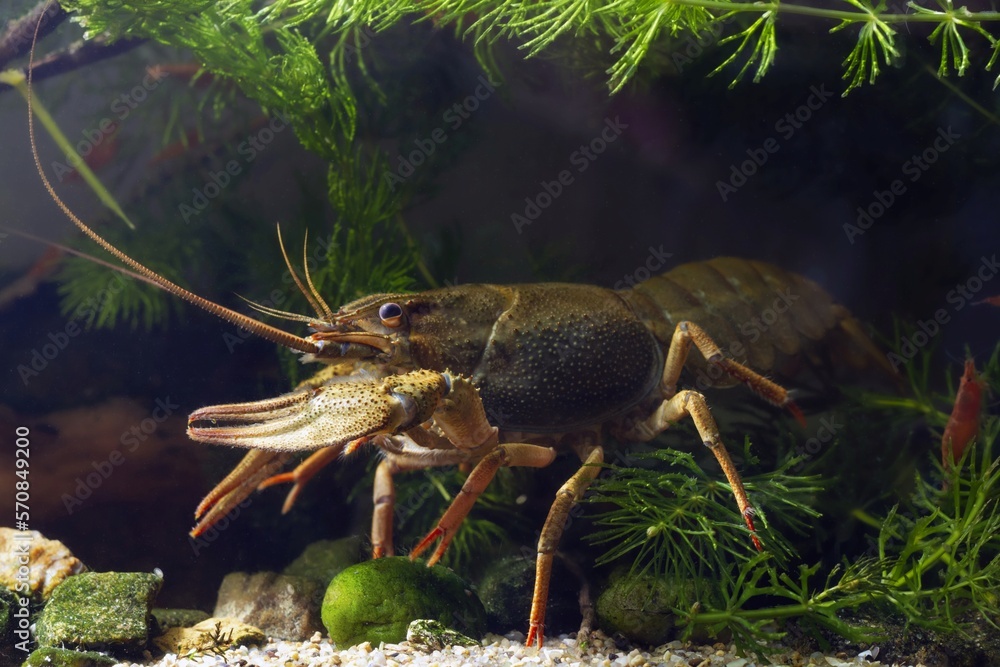 narrow-clawed crayfish crawl on sand gravel substrate bottom, hornwort ...