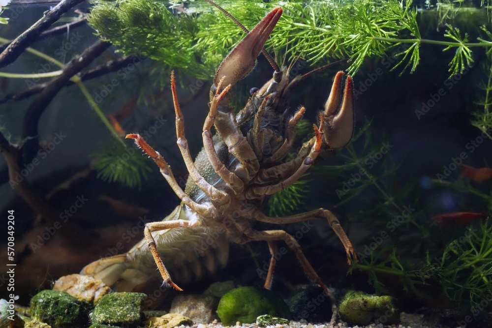 narrow-clawed crayfish climb on front glass, show belly and tail on ...