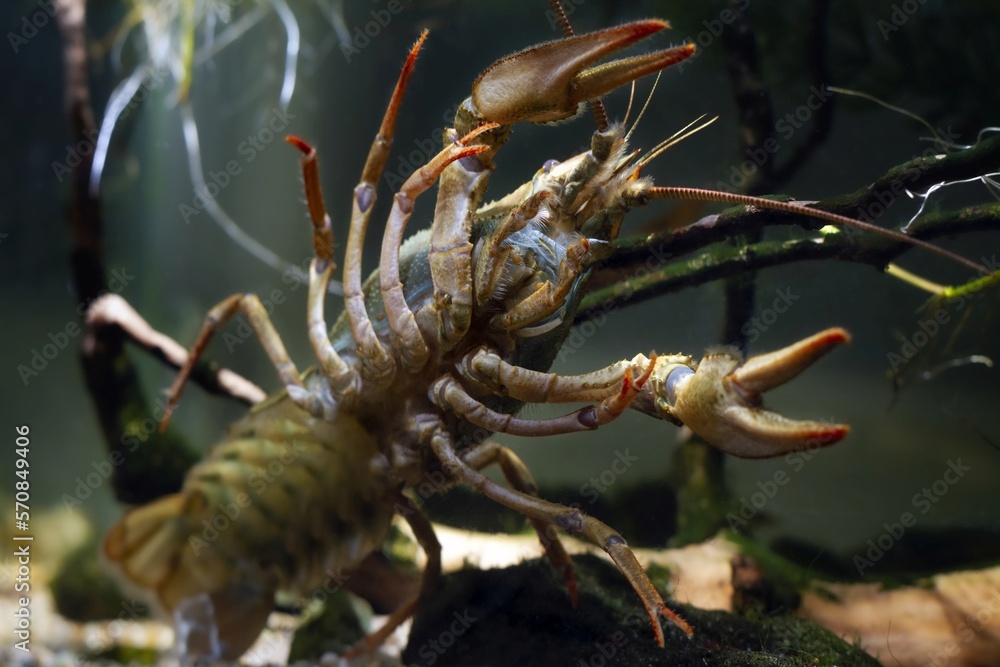 narrow-clawed crayfish climb on front glass, show belly, claw, tail ...