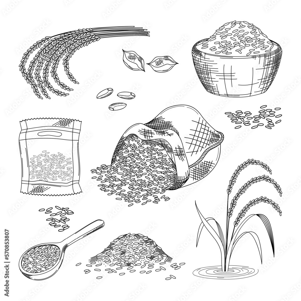 Rice, barley farmer grains, hand drawing image. Cereal flour, plant and ...