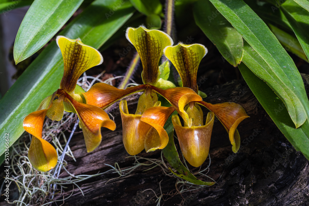 Foto de Paphiopedilum-villosum, Beautiful rare wild orchids in tropical ...