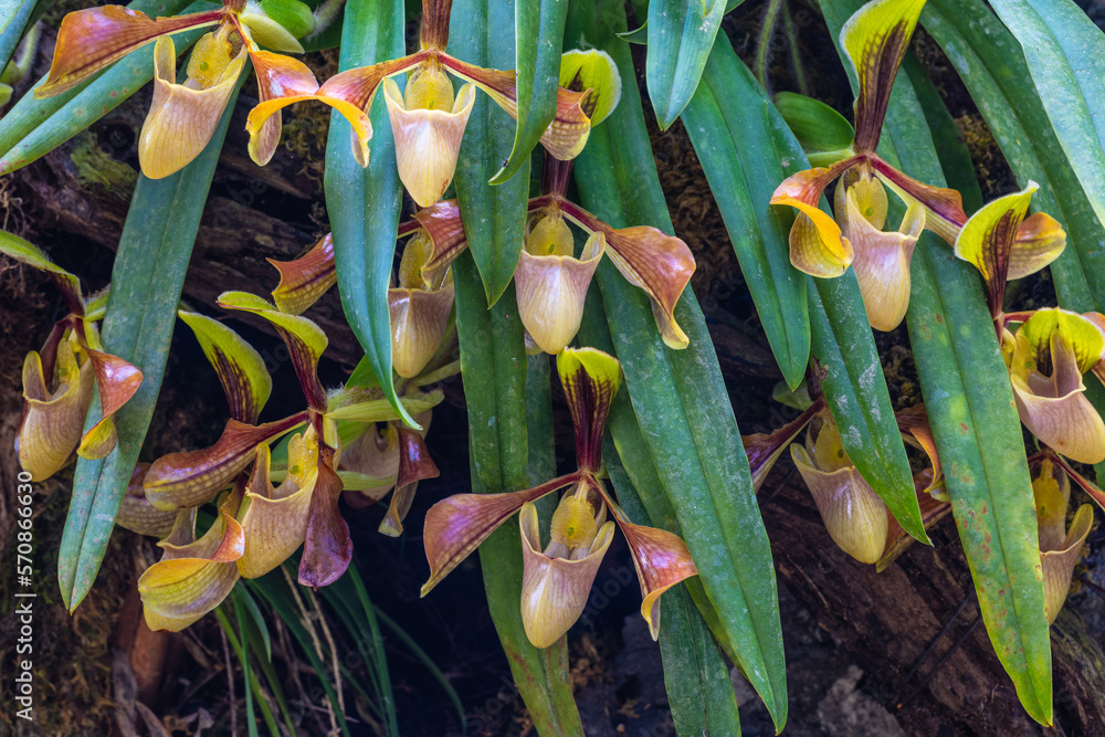 Paphiopedilum-villosum, Beautiful rare wild orchids in tropical forest ...