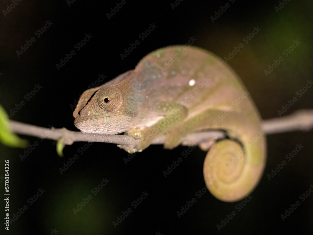 Blue-legged chameleon, Calumma crypticum, commonly known as the cryptic chameleon or blue-legged ...