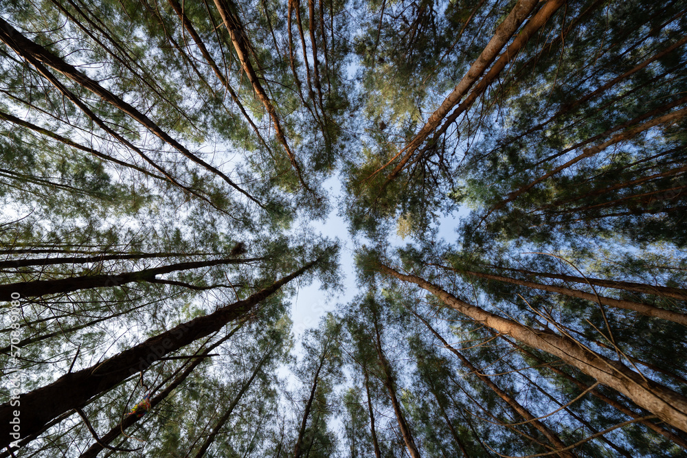 Pine trees look up view. Casuarina Equisetifolia tree look up. Pine ...