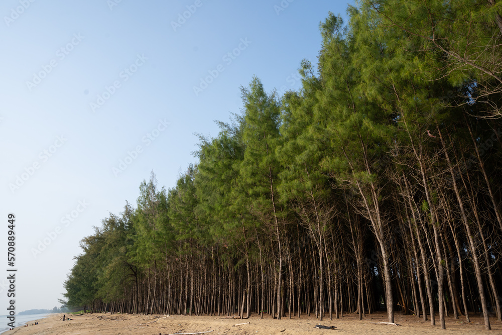 Pine trees in row. Casuarina Equisetifolia tree in row beside beach ...