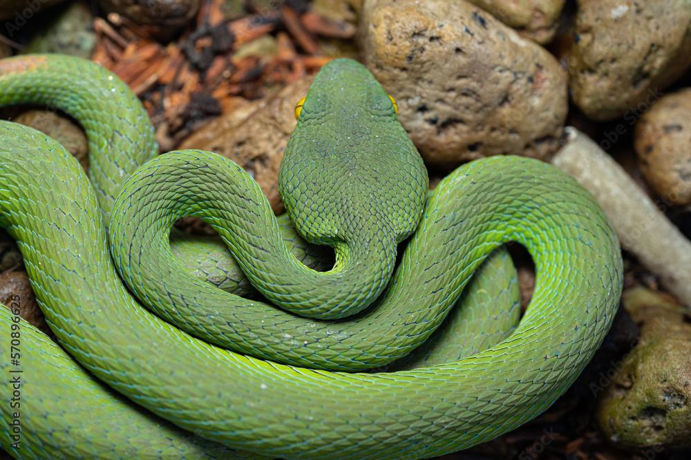 Viper snake green or asian pit venomous viper close up and Macro snake ...