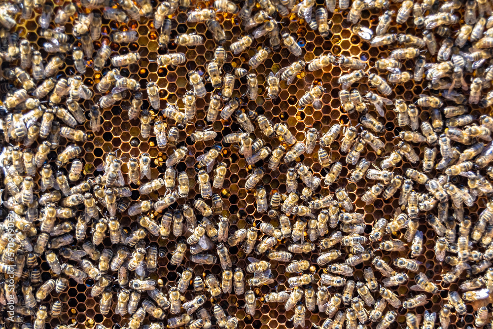 Abstract hexagon structure is honeycomb from bee hive filled Stock ...