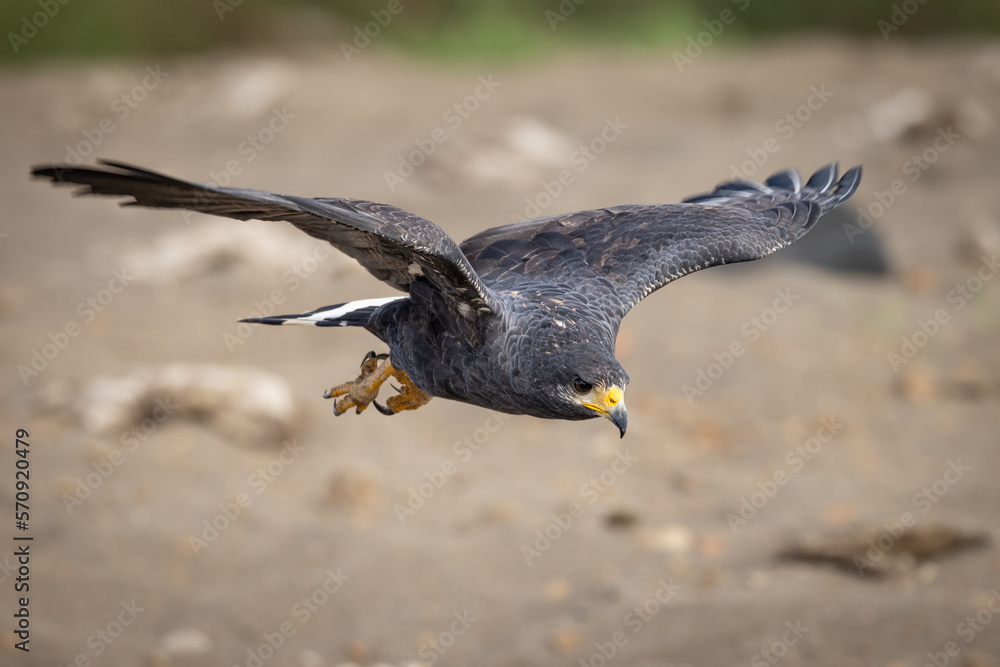 The common black hawk (Buteogallus anthracinus) is a bird of prey in ...