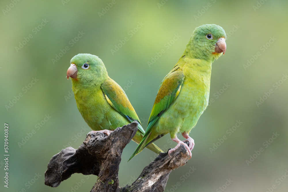 The orange-chinned parakeet (Brotogeris jugularis), also known as the ...