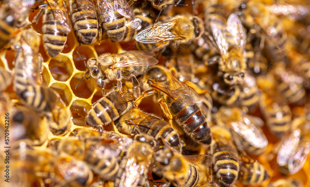 Foto de Queen bee in the hive. Beautiful honeycombs with bees close-up ...