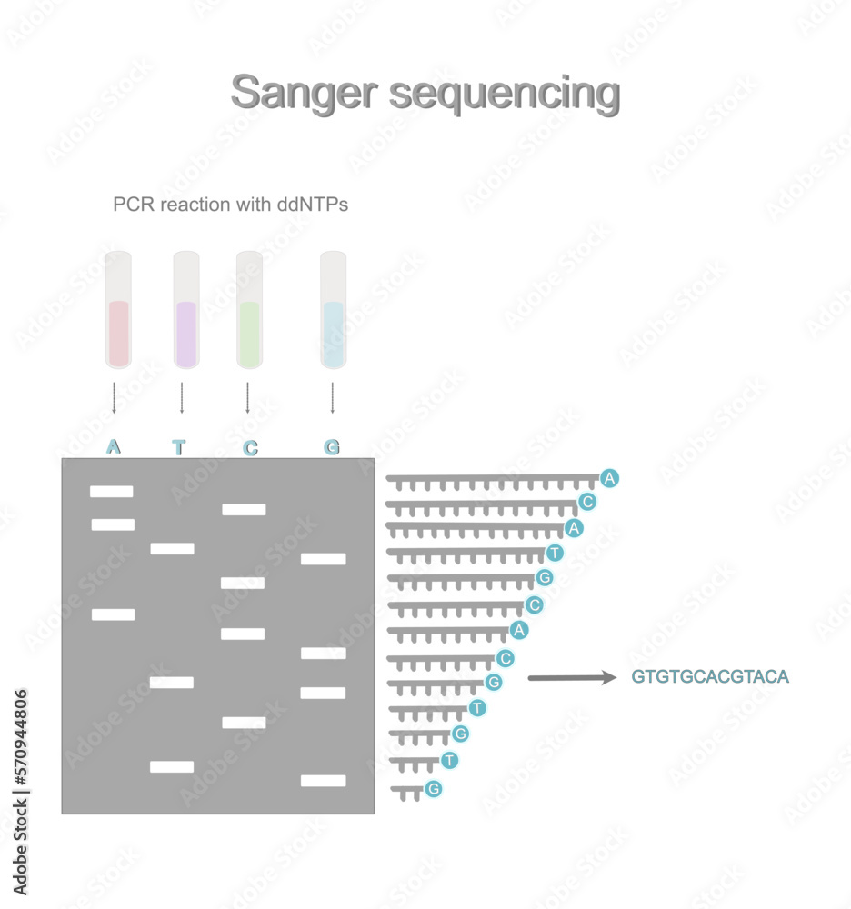 The overall process of Sanger Sequencing technique that including ...