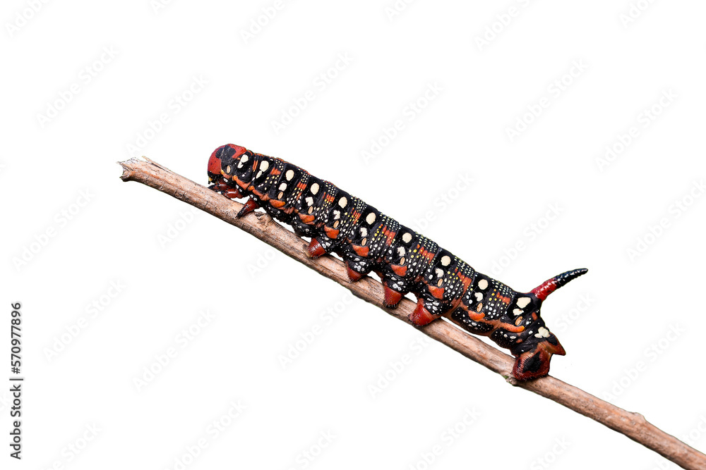 Caterpillar on transparent background. For biological purposes Stock ...