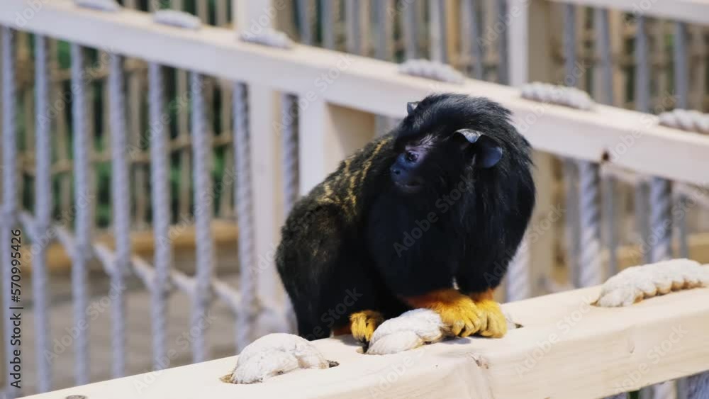 Red-handed tamarin is sitting, looking around and running away ...