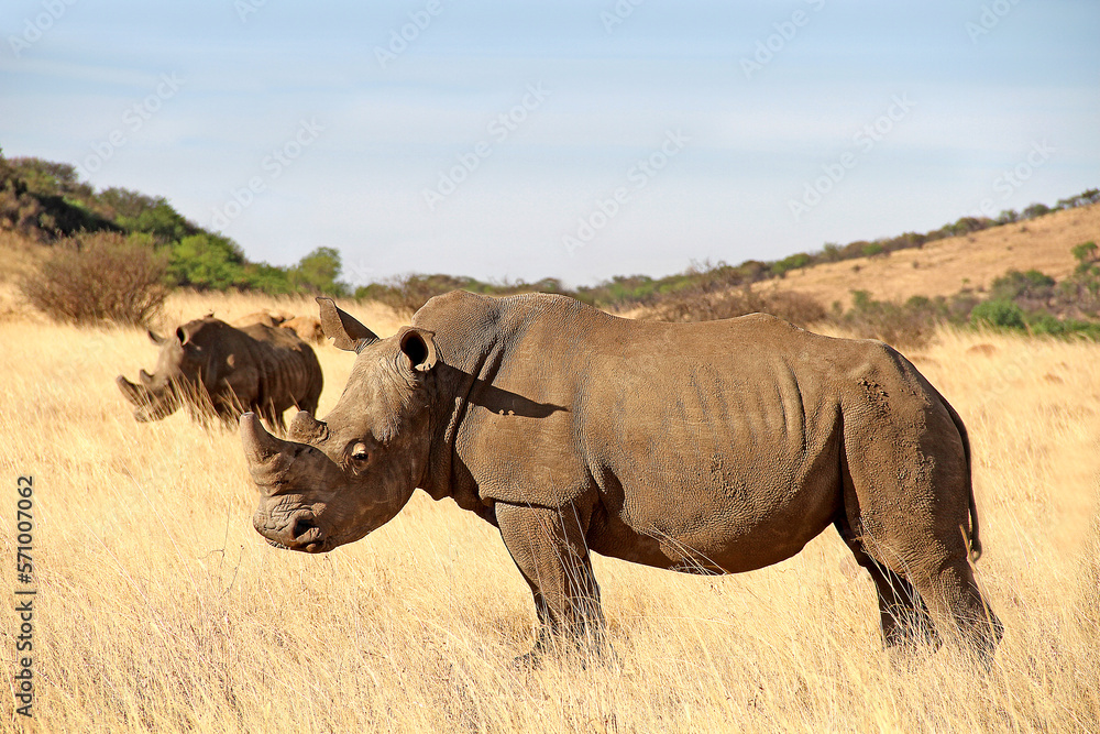 Rhinoceros close up. The white rhinoceros, white rhino or square-lipped ...