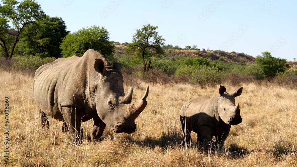 Foto de Rhinoceros family with calf. Faan Meintjies, North West ...