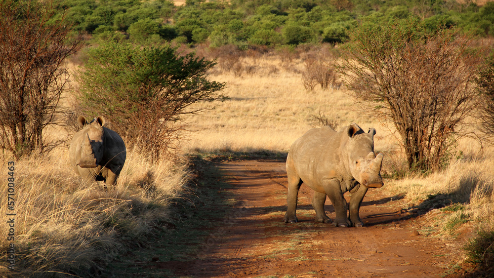 Two rhino calves in a red dirt road. The southern white rhinoceros is ...