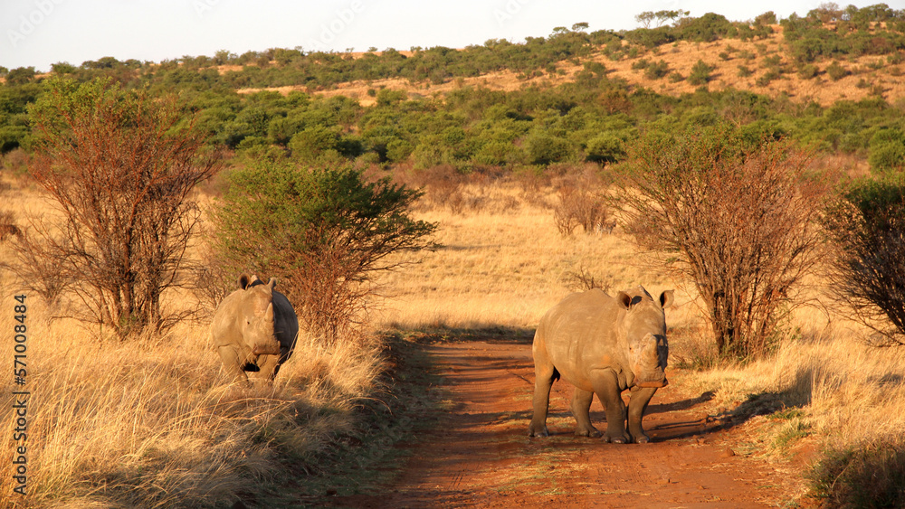 Two rhino calves in a red dirt road. The southern white rhinoceros is ...