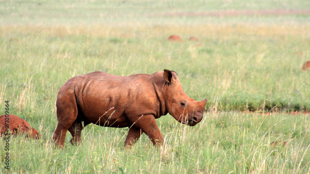 Rhinoceros family with calf. Faan Meintjies, North West, SouthAfrica ...