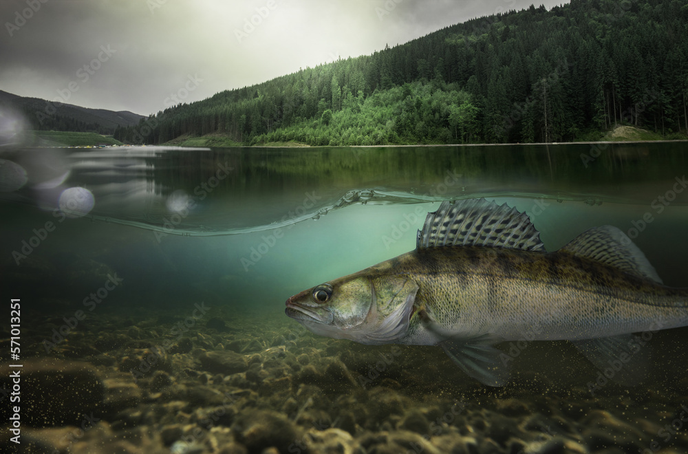 Fishing. Close-up shut of a zander fish under water. Stock Photo ...