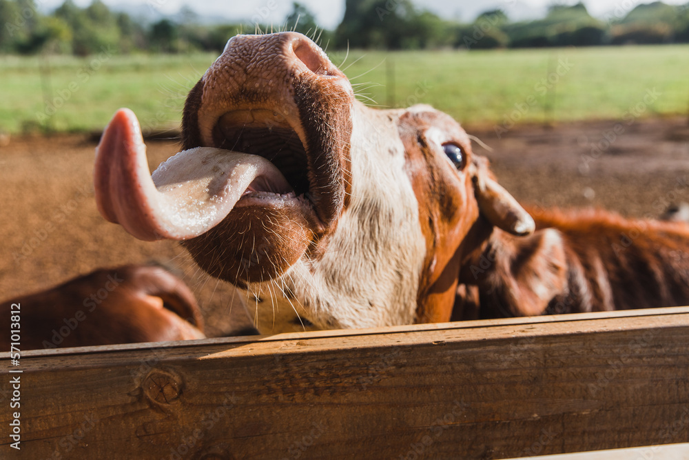 Cow Sticking Tongue Out
