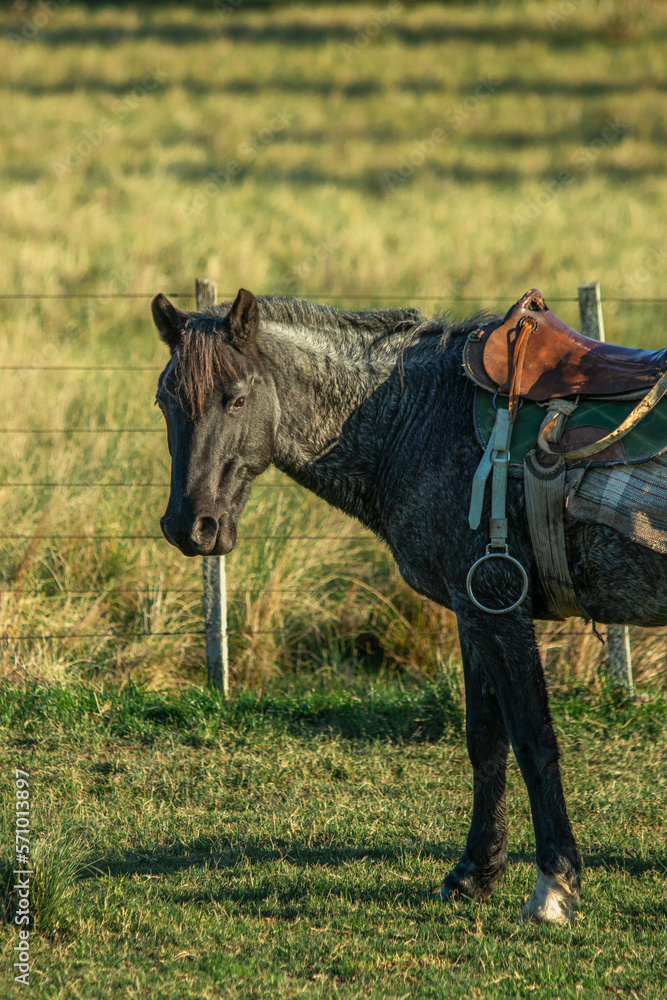 Caballo con su montura de cabalgar en el campo Stock Photo | Adobe Stock