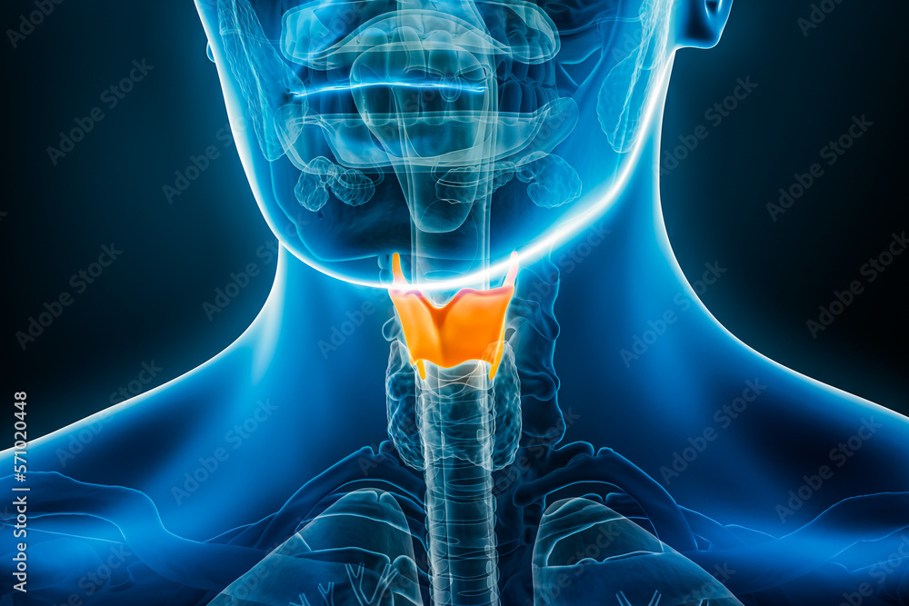 Xray of thyroid cartilage 3D rendering illustration with male body ...