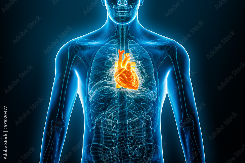 Xray anterior or front view of human heart 3D rendering illustration ...