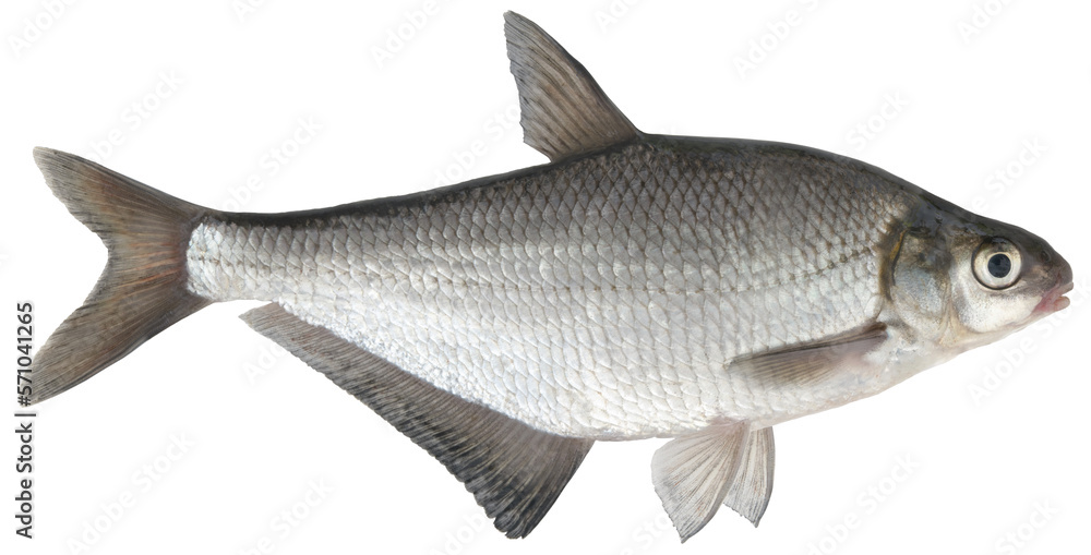 Freshwater fish isolated on white background closeup. The White-eye ...