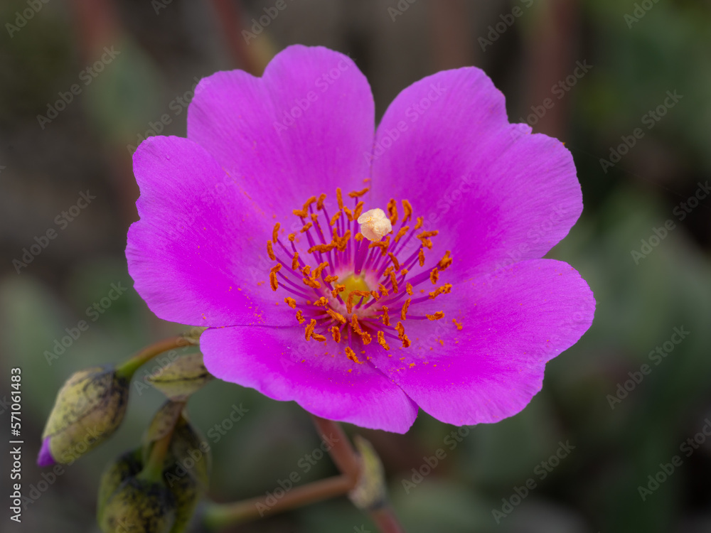 flor conocido pata de guanaco del desierto florido. Cistanthe ...