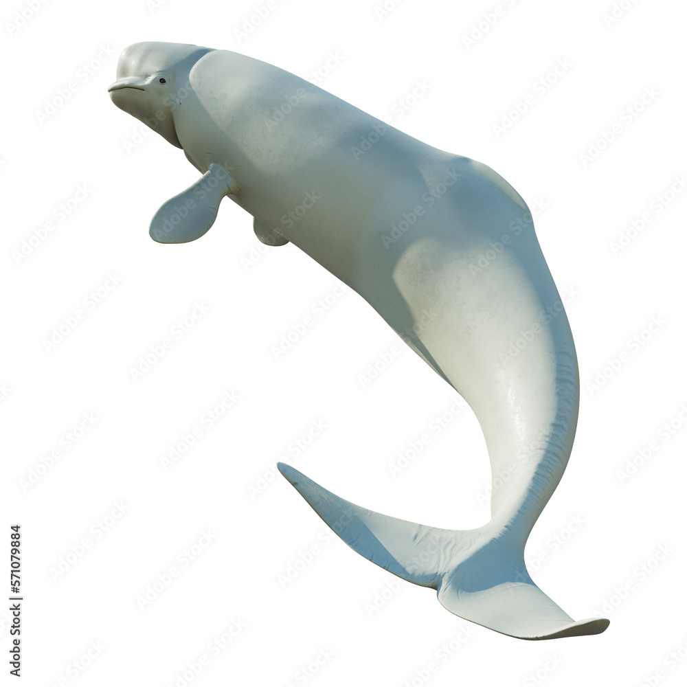 Beluga, Delphinapterus leucas, arctic white whale isolated on ...