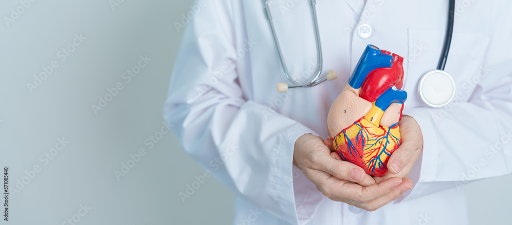 Doctor holding human Heart model. Cardiovascular Diseases ...