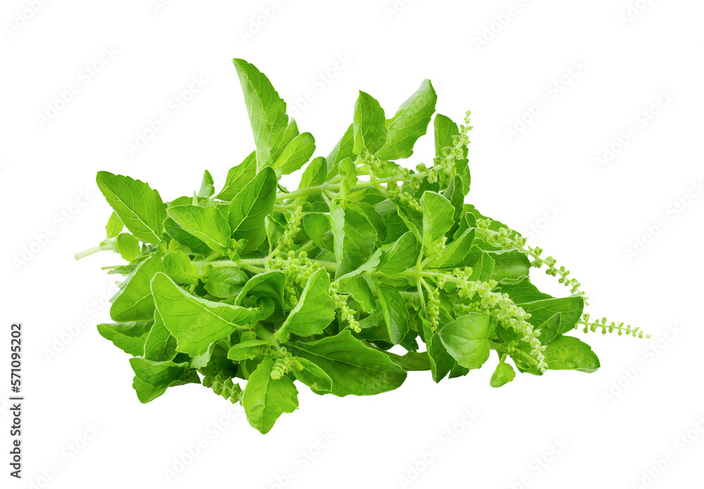 Holy Basil,Ocimum sanctum isolate on transparent png Stock Photo ...