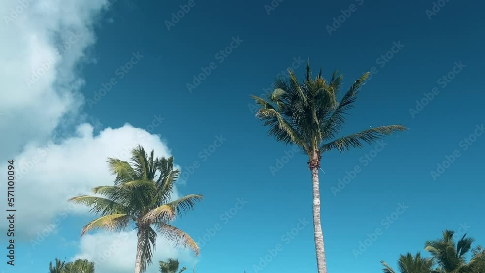 Wind Blowing onto Fronds of Two Palm Trees in Front of Blue Sky Stock ...