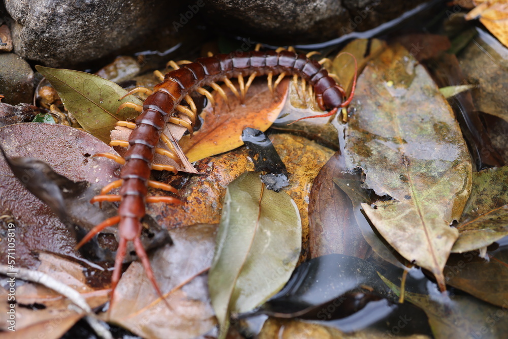 centipede, close up of centipede creep slowly on the ground, closeup of ...