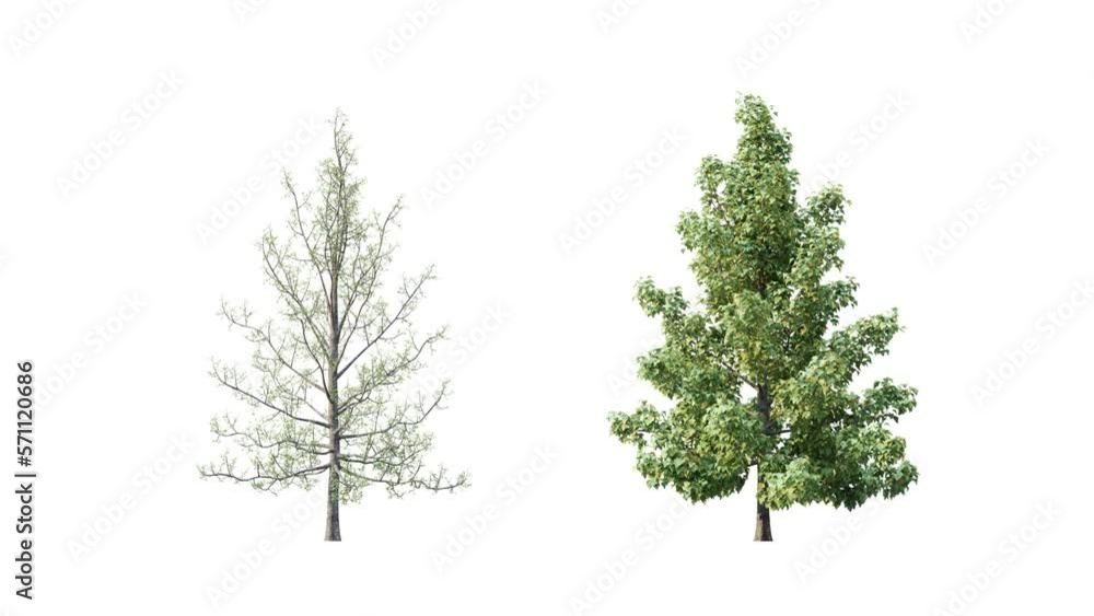 Growing trees on white background.3D animation growth grow from small ...