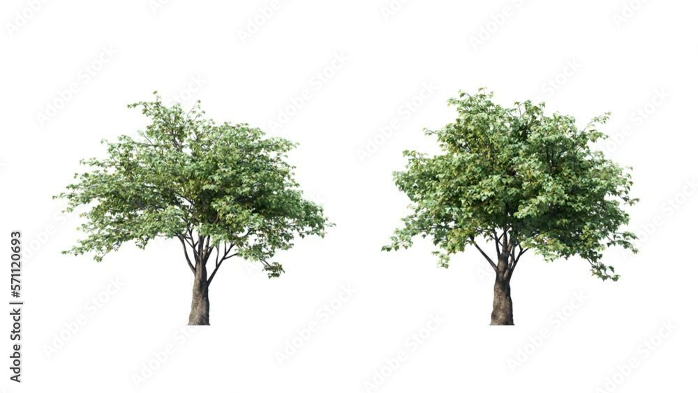 Vidéo Stock Growing trees on white background.3D animation growth grow ...