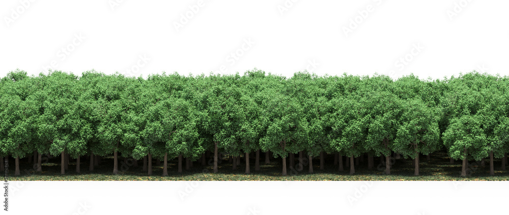 forest line, trees in the forest with grass and fallen leaves, isolated ...