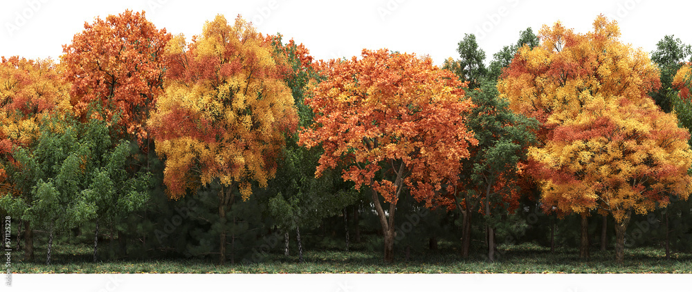 forest line, trees in the forest with grass and fallen leaves, isolated ...