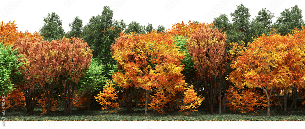 forest line, trees in the forest with grass and fallen leaves, isolated ...