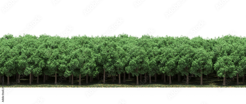 forest line, trees in the forest with grass and fallen leaves, isolated ...