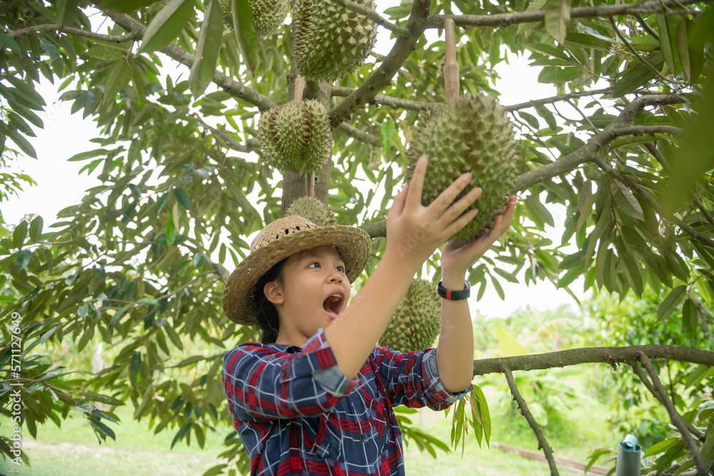 Happy teenager asian woman farmer holding durian in durian plantation ...