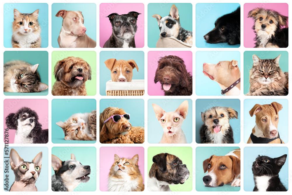 Cat and dog portrait collection with color backgrounds. Cute set of pet ...
