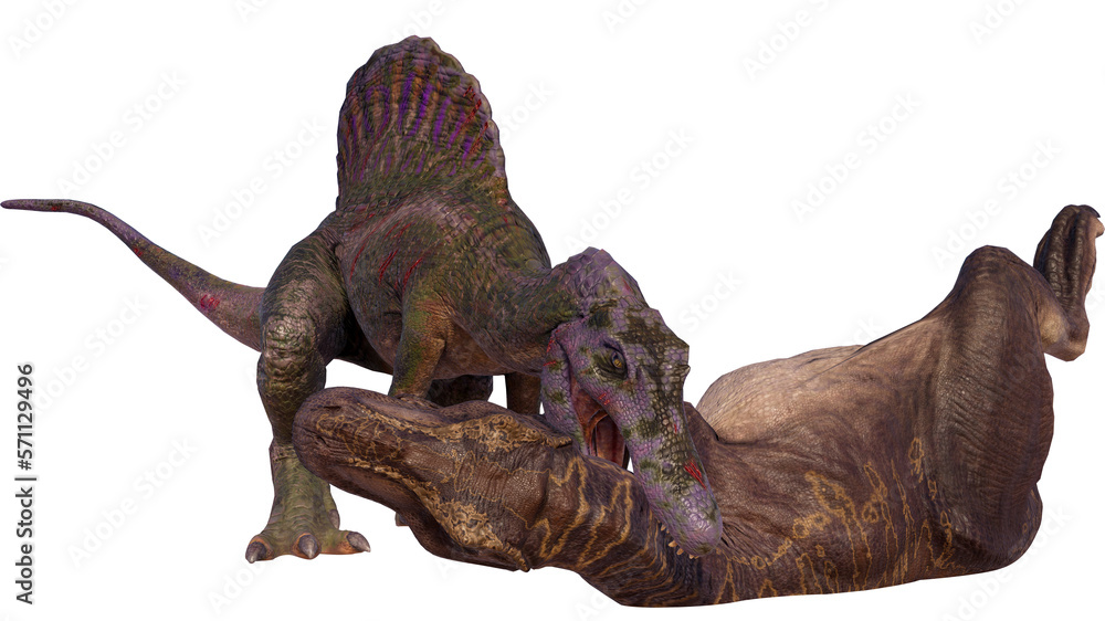King Tyrannosaurus and Spinosaurus Fighting in Isolation on Transparent ...