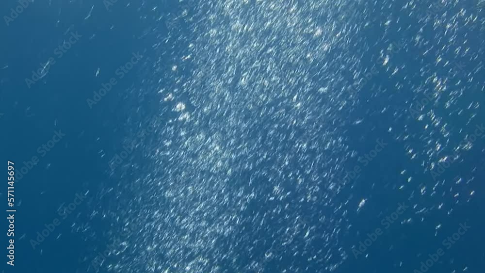 Underwater bubbles in ocean water are fascinating phenomenon. Bubbles ...