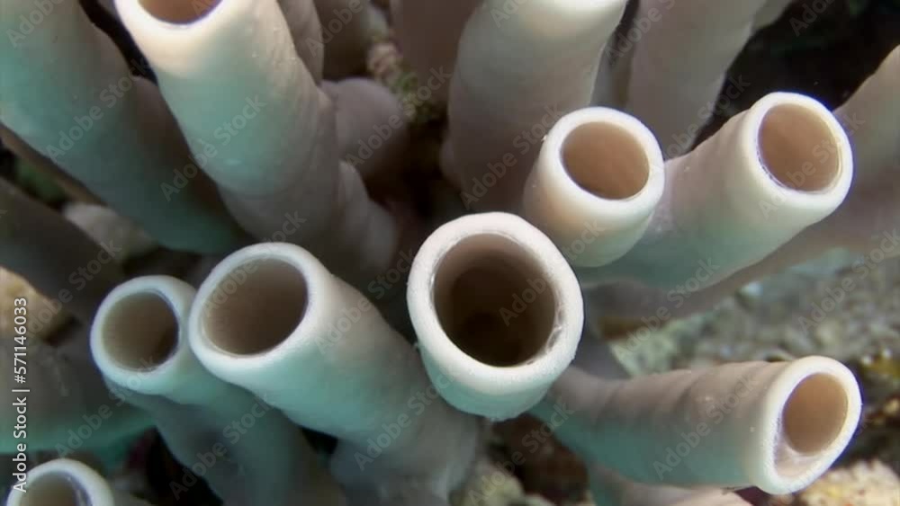 Close-up tubular coral on coral reef on seabed in Red Sea. Tube coral ...