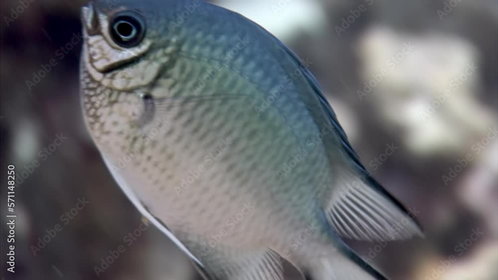 Vidéo Stock Close up damselfish Chromis fish belong to Pomacentridae in ...