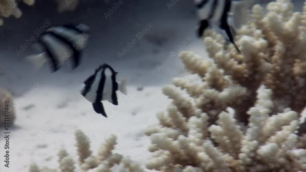 Striped fish dascyllus aruanus on background of coral reef of Red Sea ...