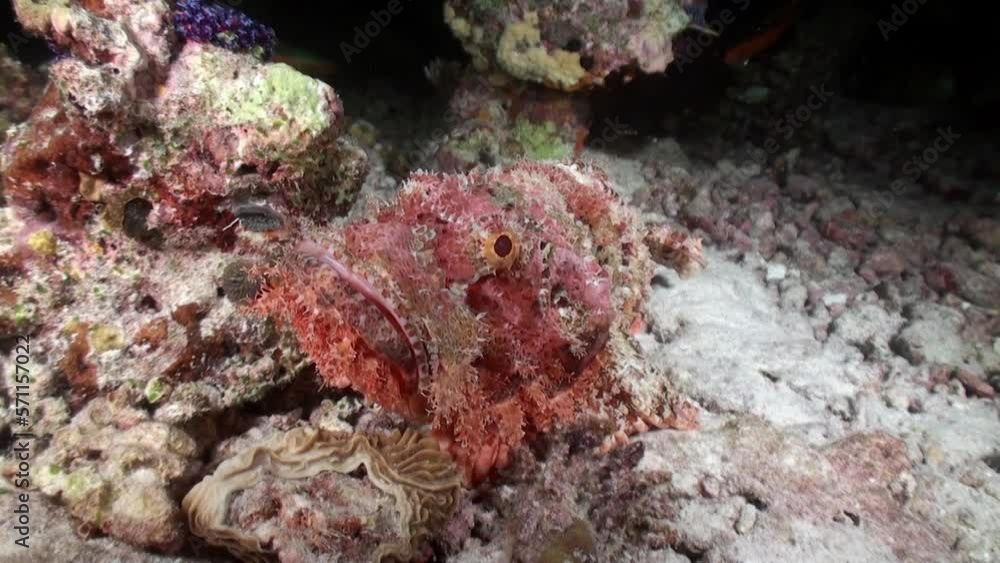 Poisonous watches warthog fish on coral close-up underwater in Maldives ...